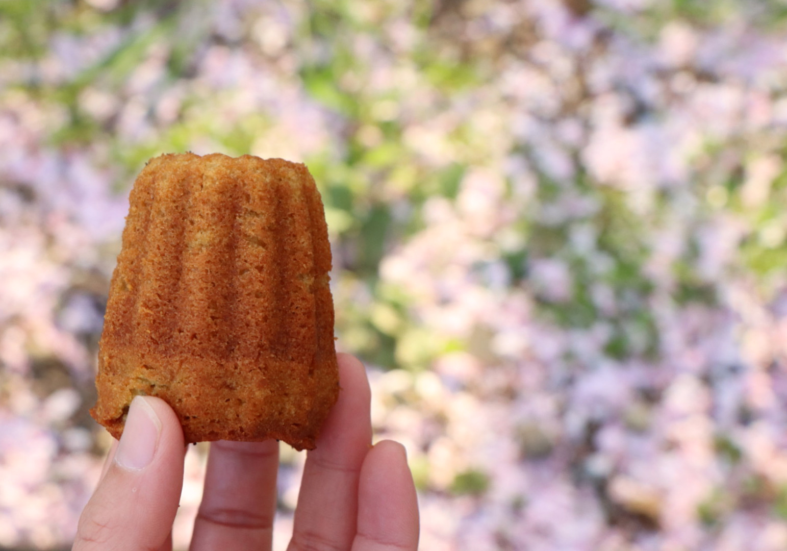 春の学び : 〈Petit lab Bakery〉プチラボベーカリー ｜ 山口県美祢市のパン教室と小さなパン屋さんです